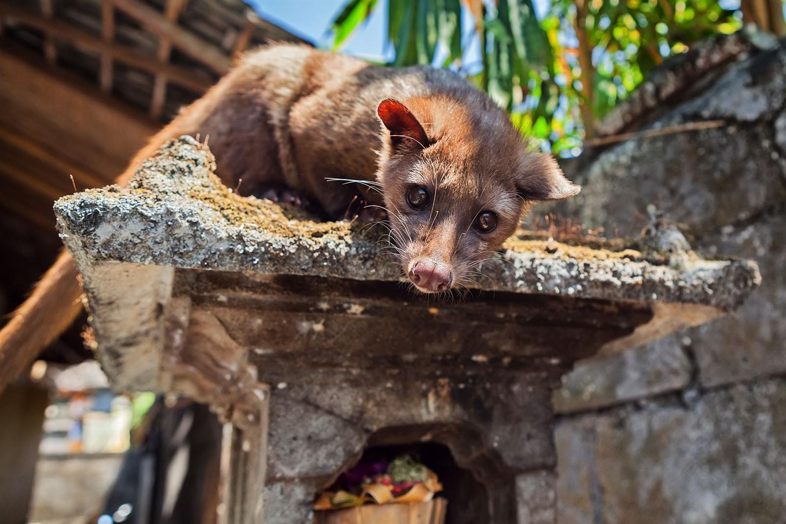 21 x mooiste bezienswaardigheden in Indonesië + excursies