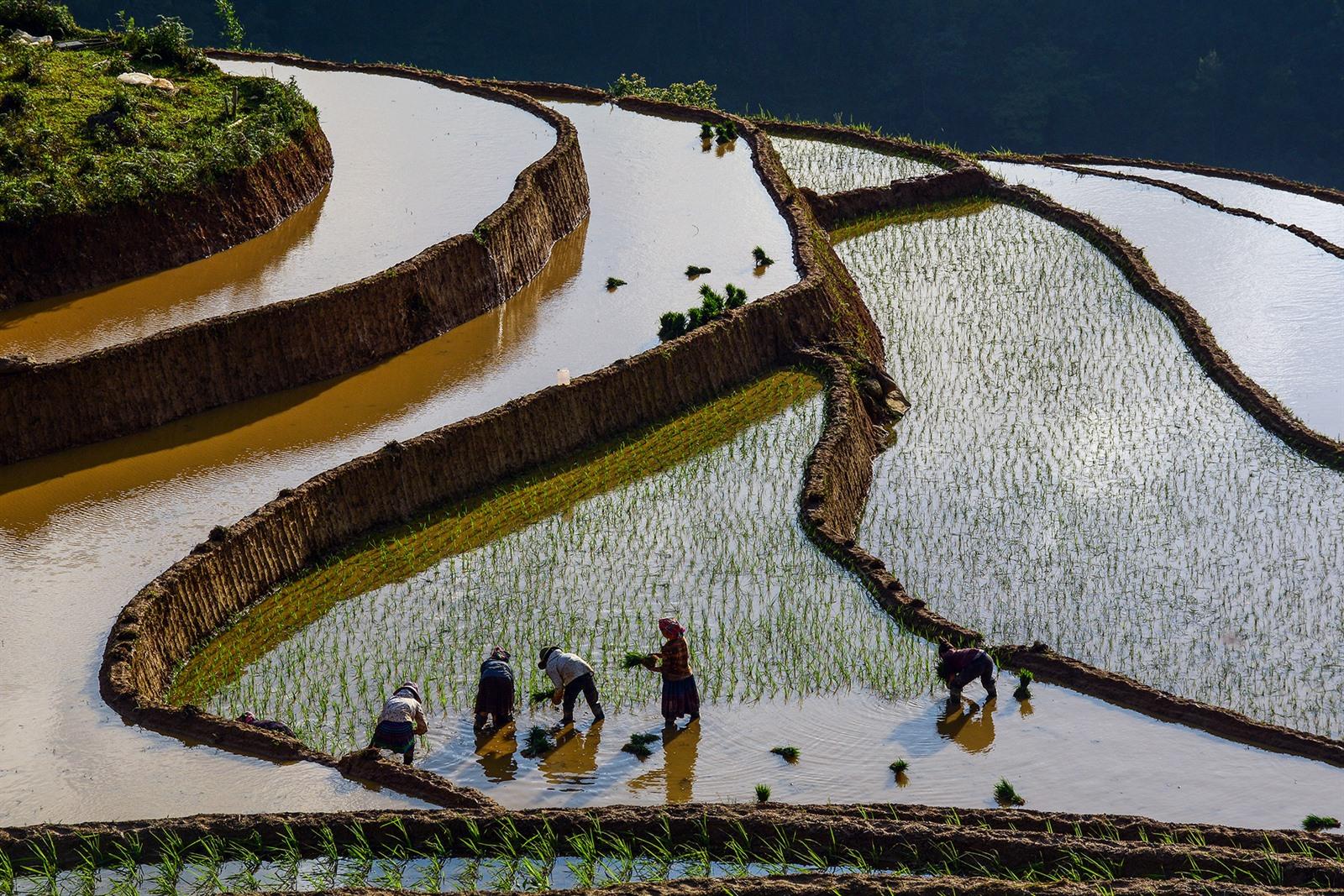 Mooiste rijstvelden van Vietnam: onze top 7 + kaartje