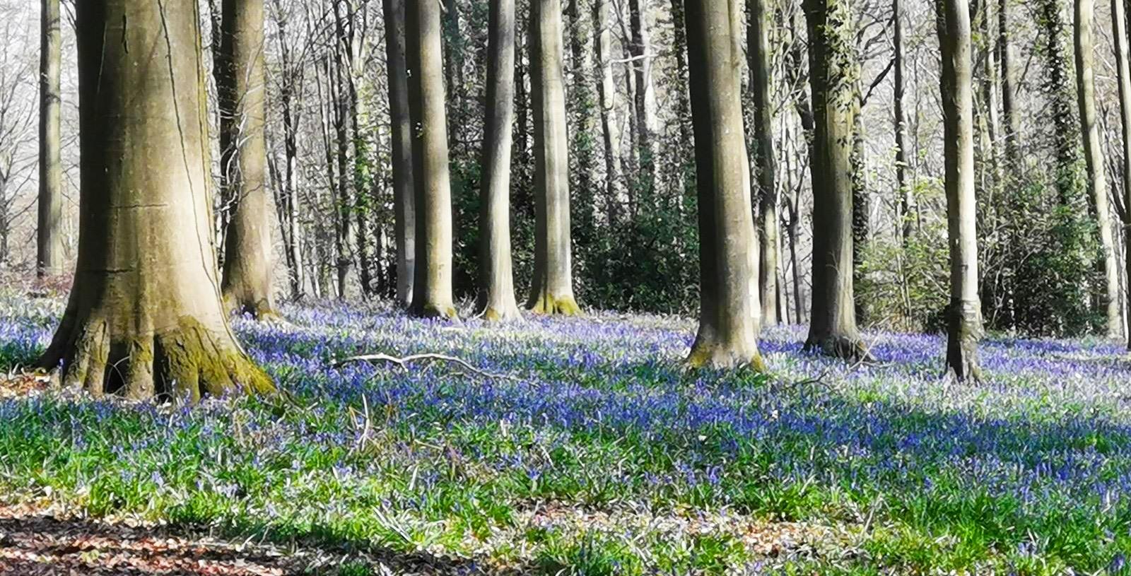 Wandeling in het Brakelbos (4 km) langs de boshyacinten