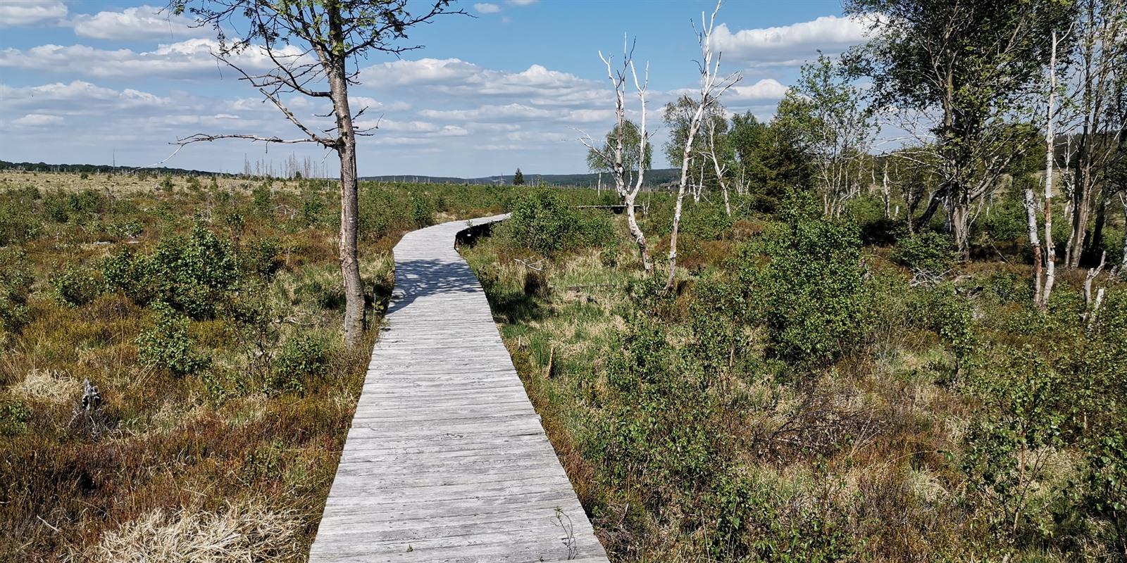 Wandeling Hoge Venen: Veenwandeling (14 km) via vlonderpaden